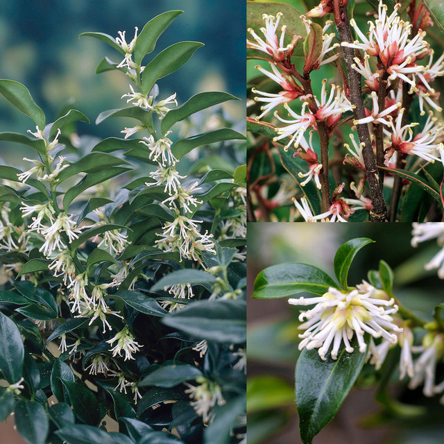 Shop Sarcococca (Sweet Box) Collection | J. Parker's