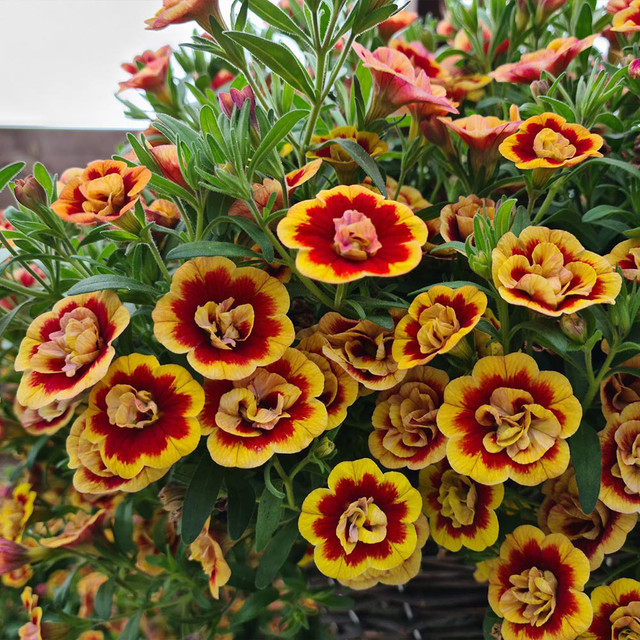 Calibrachoa Double Bicolour Collection (Pack of 15) - JParkers