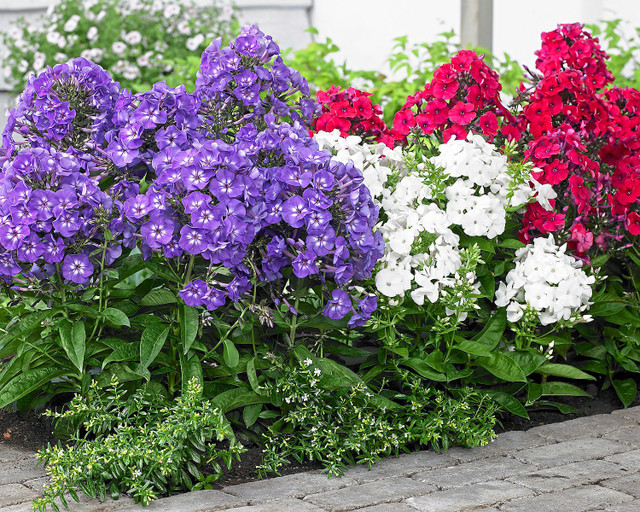 Phlox paniculata White | J Parker Dutch Bulbs