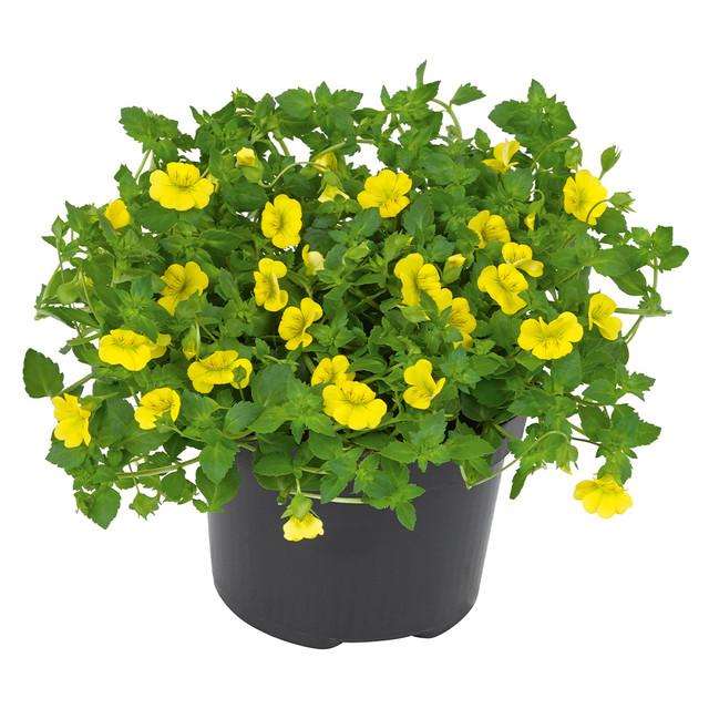 Shop Bacopa Yellow Mecardonia 'Garden Freckles' | J. Parker's