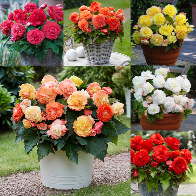 Shop Begonia Superba Collection | J. Parker's
