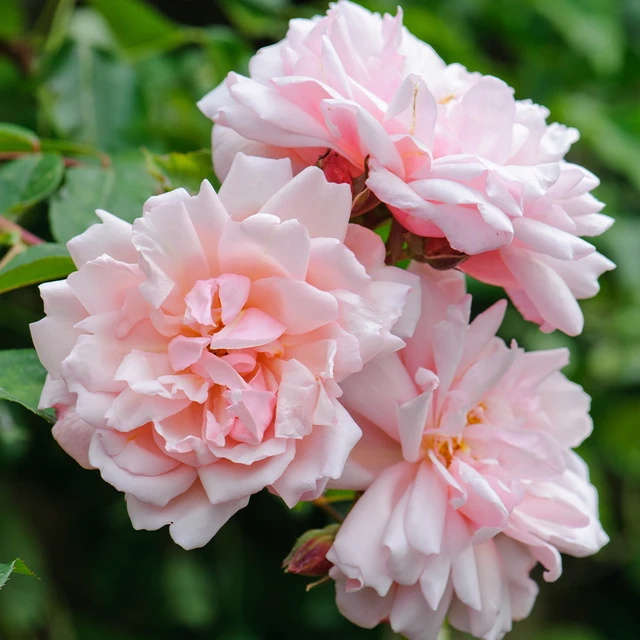 Rose Albertine - JParkers