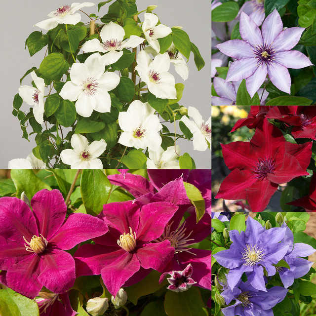 Compact Patio Clematis Collection - JParkers