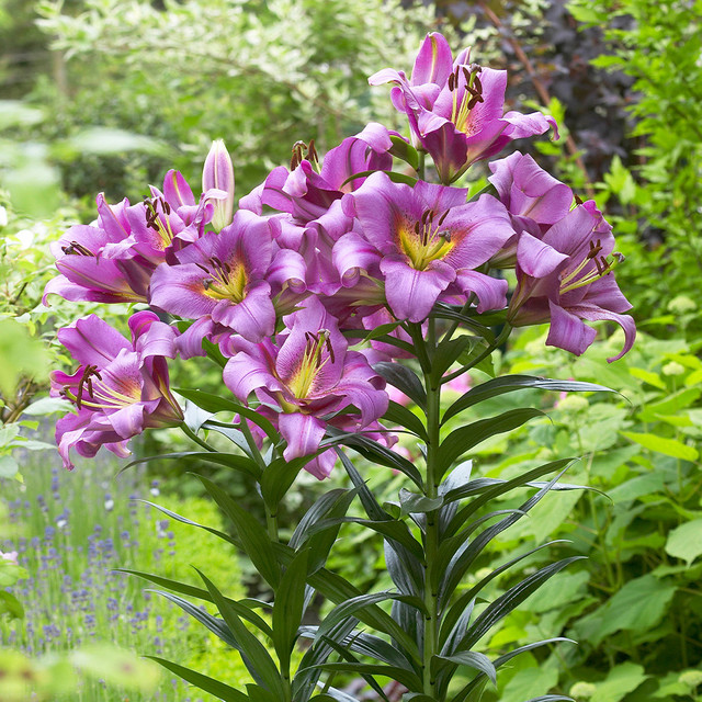 Goliath Lily Collection - JParkers