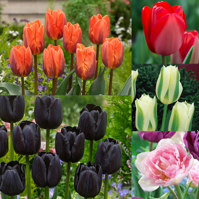 Buy Award Winning Tulip Collection | J Parker's
