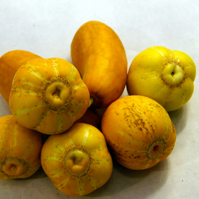 Shop Cucumber Lemon Seeds | J. Parker's Dutch Bulbs