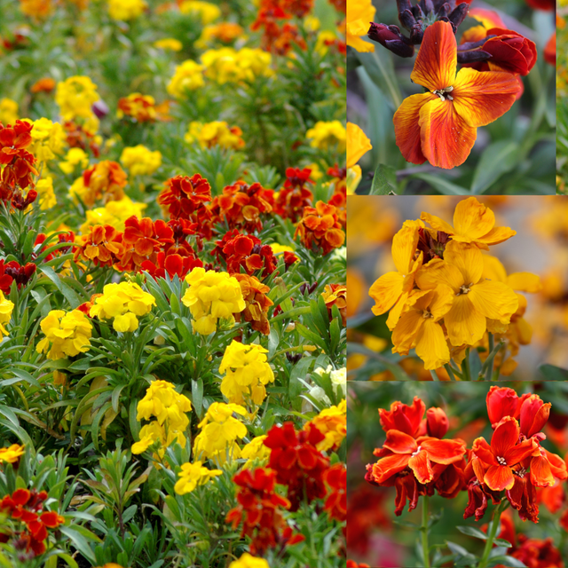Buy Wallflower English Mix | J. Parker's