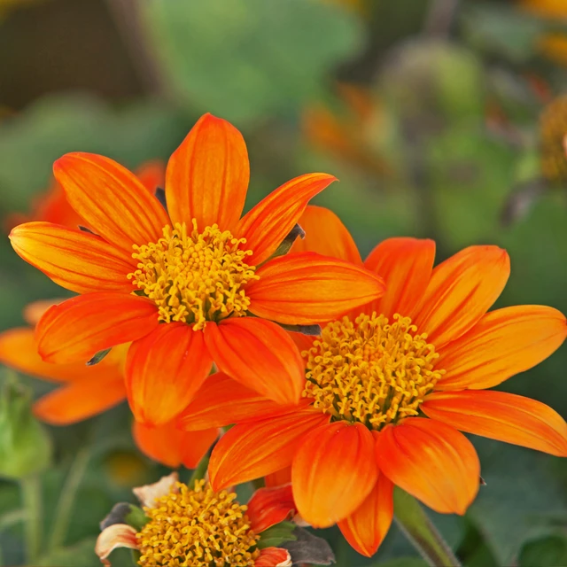 Shop Tithonia Goldfinger | J. Parker's