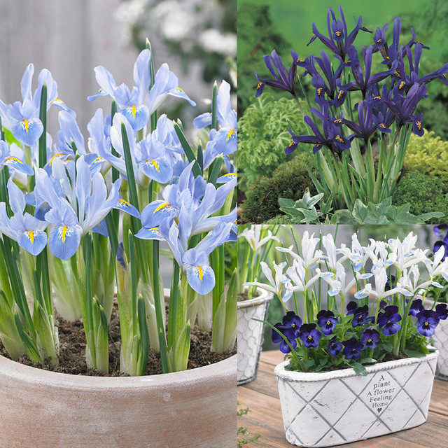 Shop Spring Iris Collection | J. Parker's