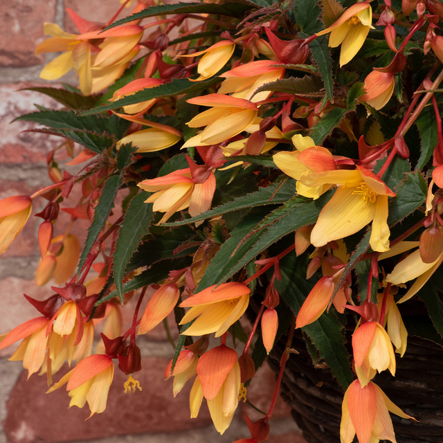 Shop Begonia Starshine Calypso | J. Parker's