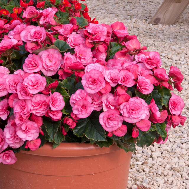 Shop Begonia Patio Joy Pink (Solenia) | J. Parker's