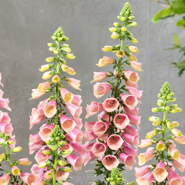 Shop Digitalis Arctic Fox Rose | J. Parker's