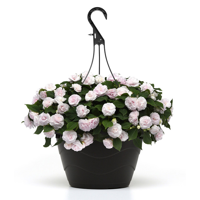 Shop Impatiens Glimmer White | J. Parker's