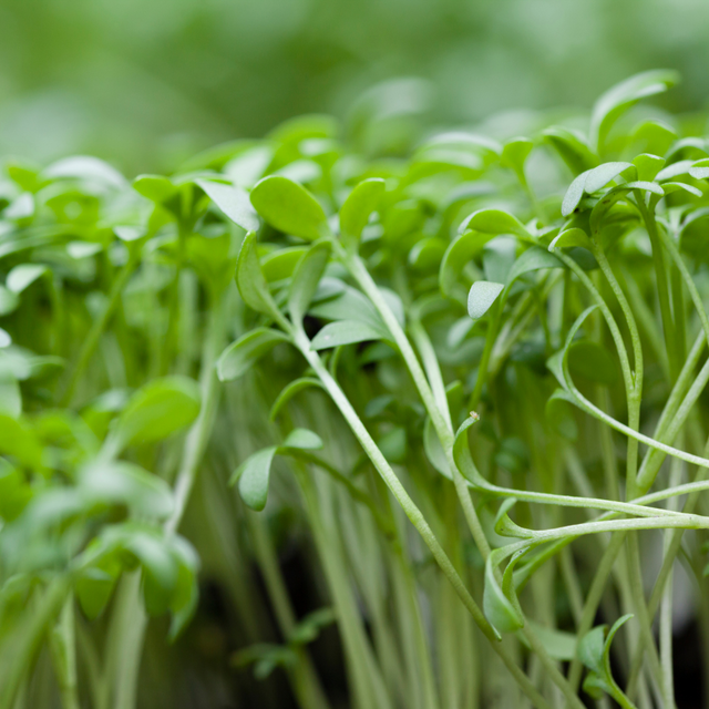 Shop Common Cress Seeds | J. Parker's