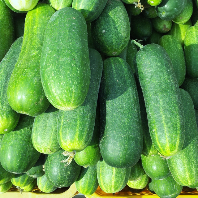 Shop Cucumber Beth Alpha Seeds | J. Parker's