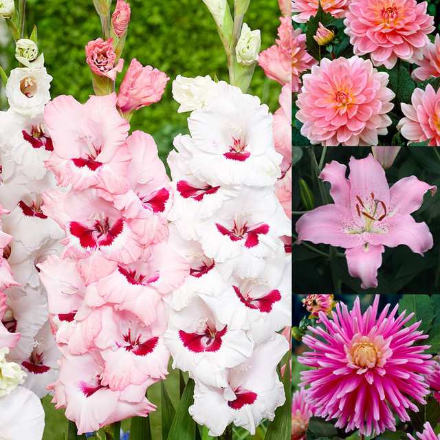 Shop Pink Summer Bulb Collection | J. Parker's