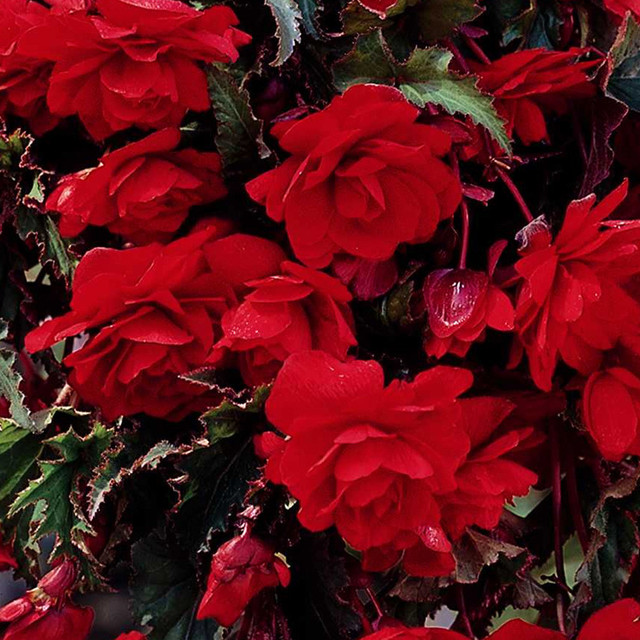 Begonia Giant Cascading Red | J Parker Dutch Bulbs