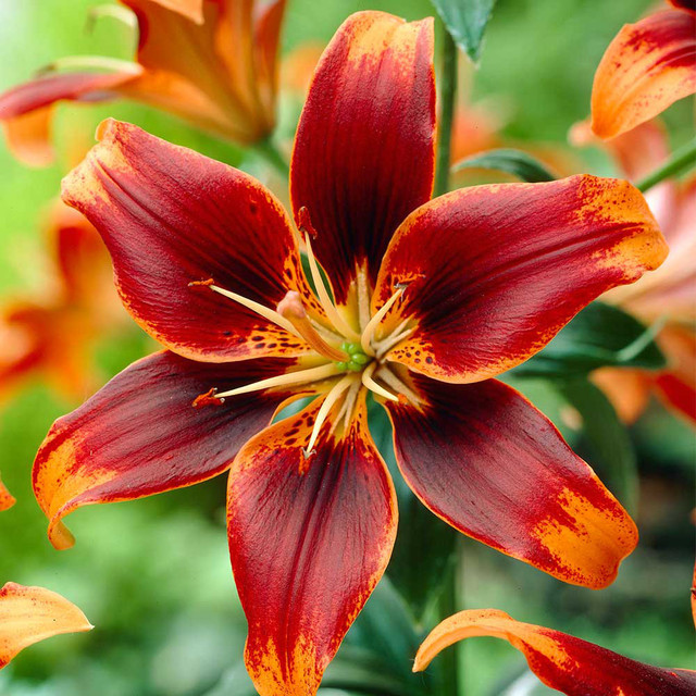 Shop Lilium Forever Susan | J. Parker's