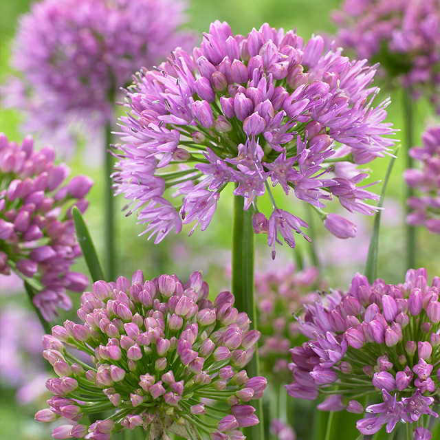 Shop Allium 'Millennium' Potted | J. Parker's
