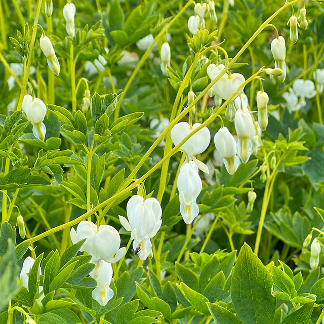 Shop Dicentra spectabilis 'Alba' Potted | J. Parker's