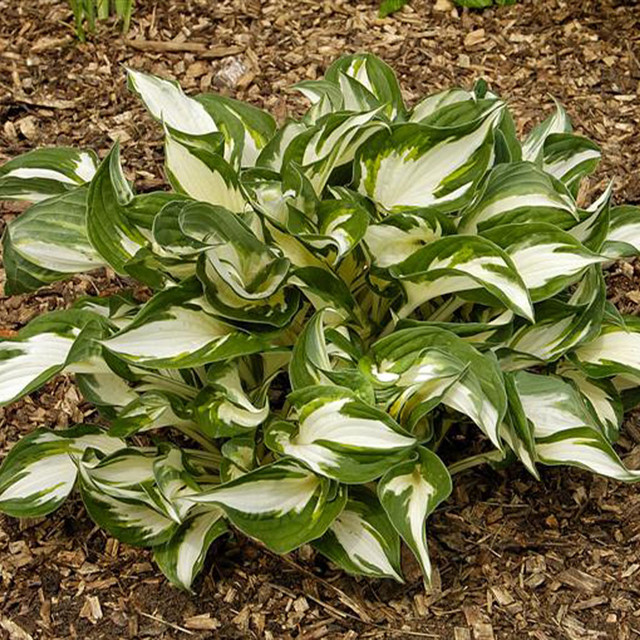 Shop Hosta 'Fire and Ice' Potted | J. Parker's