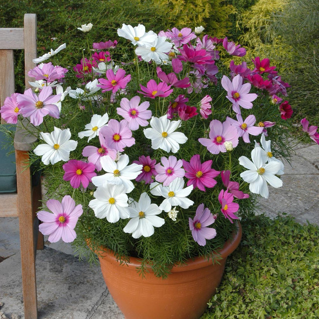 Shop Cosmos Sensation Mix Seeds | J. Parker's