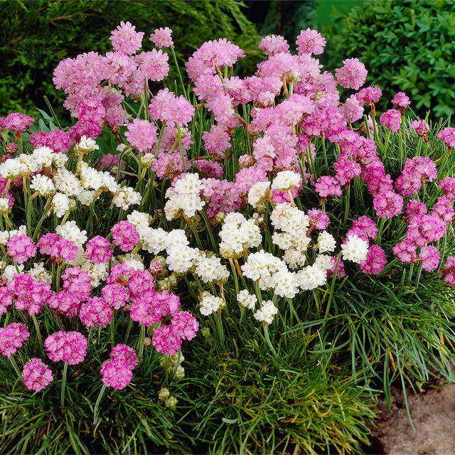 Buy Armeria maritima 'Splendens' at jparkers.co.uk