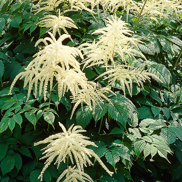 Buy Aruncus dioicus Potted at jparkers.co.uk