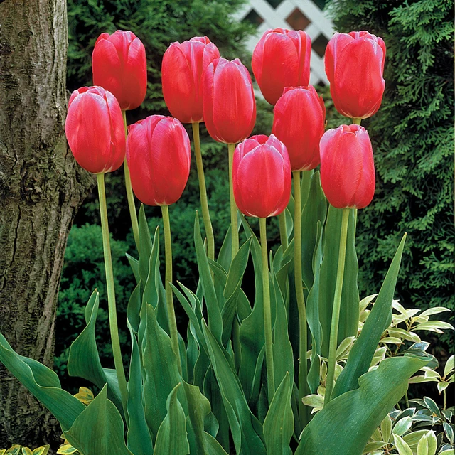 Buy Tulip 'Renown' at jparkers.co.uk