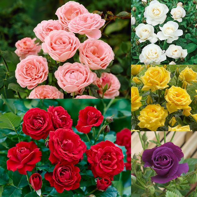Buy 5 Floribunda Rose Collection at jparkers.co.uk
