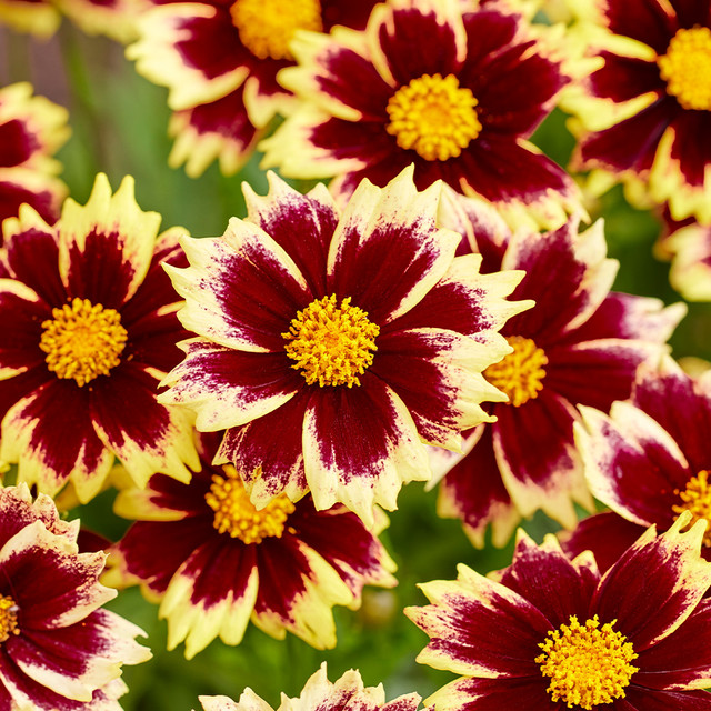 Buy Coreopsis Solar Fancy at jparkers.co.uk