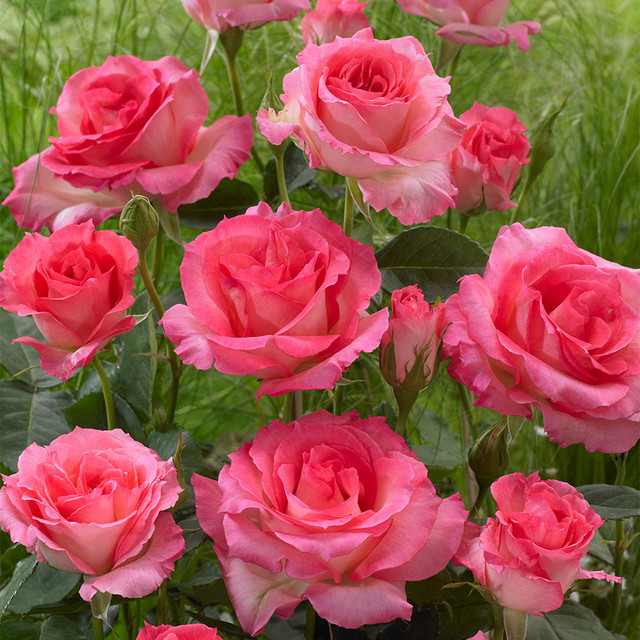 Buy 5 Hybrid Tea Rose Collection