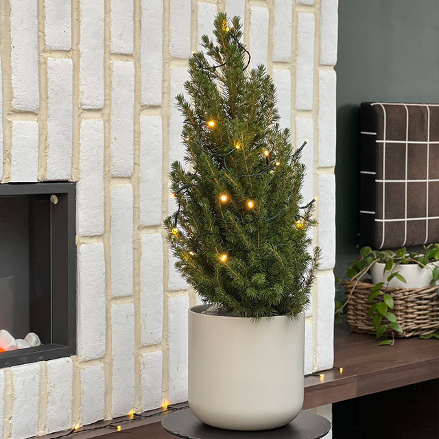 Buy Live Christmas Tree Medium at jparkers.co.uk