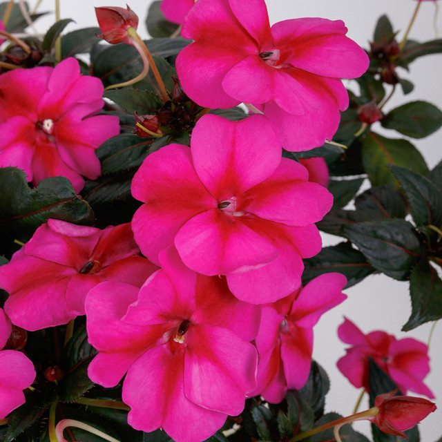 Buy Impatiens Sunpatiens compact Purple Candy for less with J. Parker's