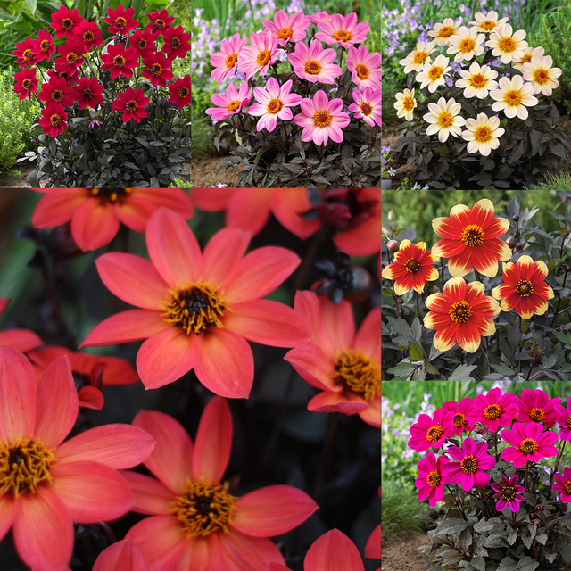 Buy Dahlia Happy Days Collection at jparkers.co.uk