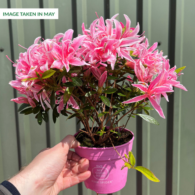 Buy Azalea 'Pink Spider' at jparkers.co.uk