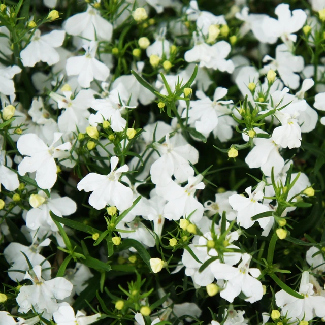 Buy Lobelia Cascade White at jparkers.co.uk
