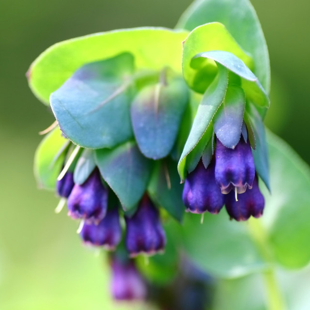 Buy Cerinthe Major at jparkers.co.uk