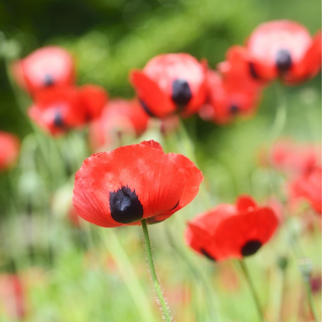 Buy Papaver Commutatum Poppy Ladybird seeds from jparkers.co.uk