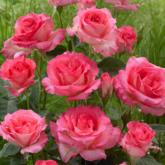 Buy HT Rose Collection (Pack of 6) at jparkers.co.uk