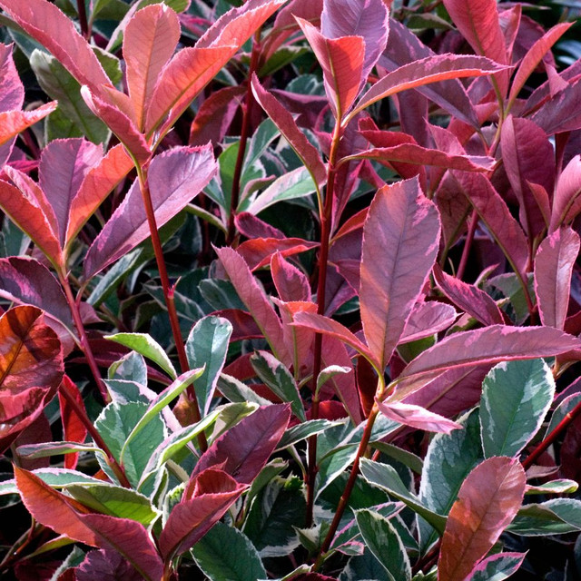 Buy Photinia fraseri 'Pink Marble' at jparkers.co.uk