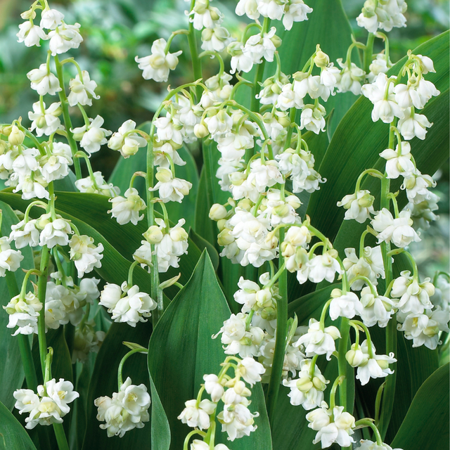 Buy Convallaria majalis Prolificans at jparkers.co.uk