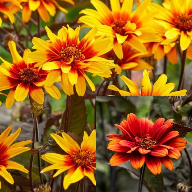 Buy Heliopsis helianthoides New Collection at jparkers.co.uk
