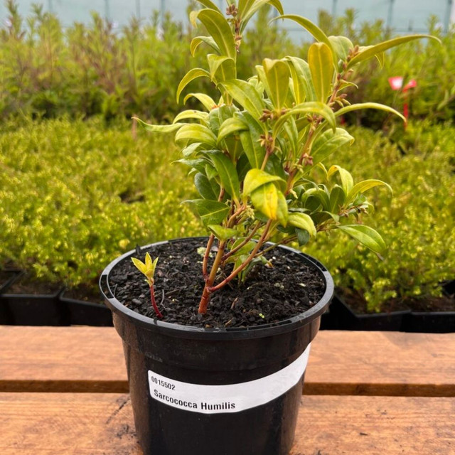 Buy Sarcococca (Sweet Box) hookeriana humilis | J Parker's Dutch Bulbs