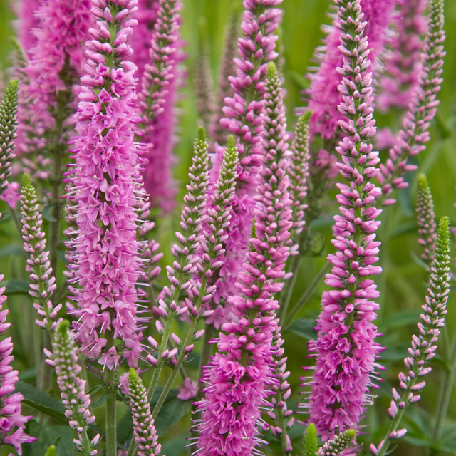 Buy Veronica longifolia Collection at jparkers.co.uk