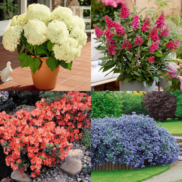 Bestsellers Shrub Collection - JParkers
