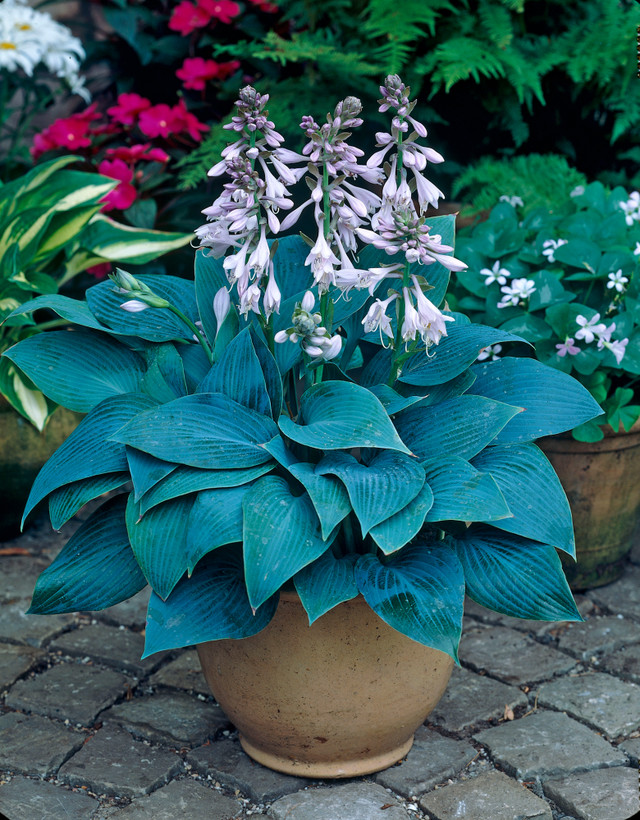 Hosta Halcyon | J Parker Dutch Bulbs