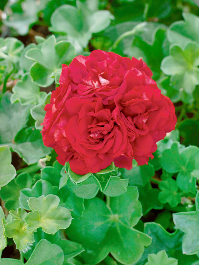 Geranium Double Trailing Red | J Parker Dutch Bulbs
