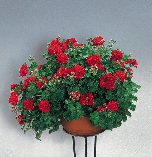 Geranium Double Trailing Red | J Parker Dutch Bulbs