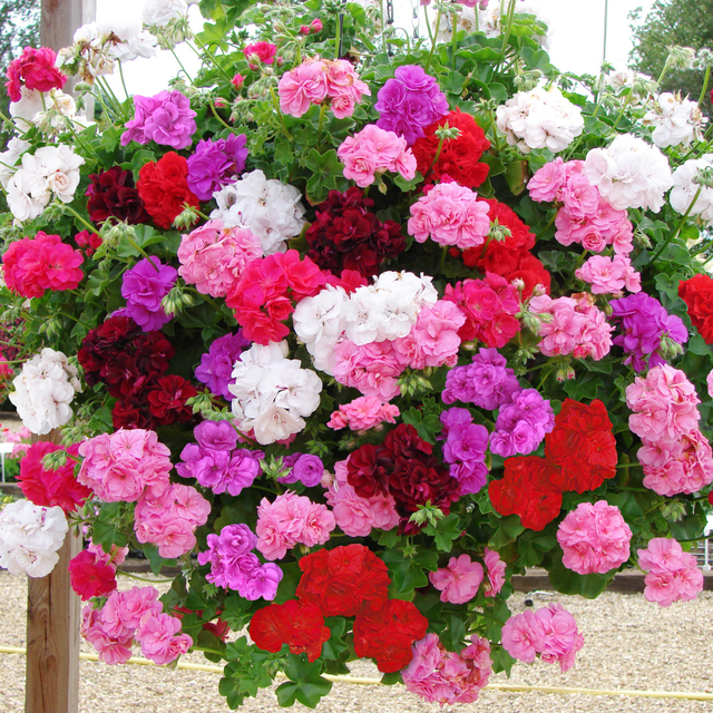 Geranium Double Trailing Red | J Parker Dutch Bulbs